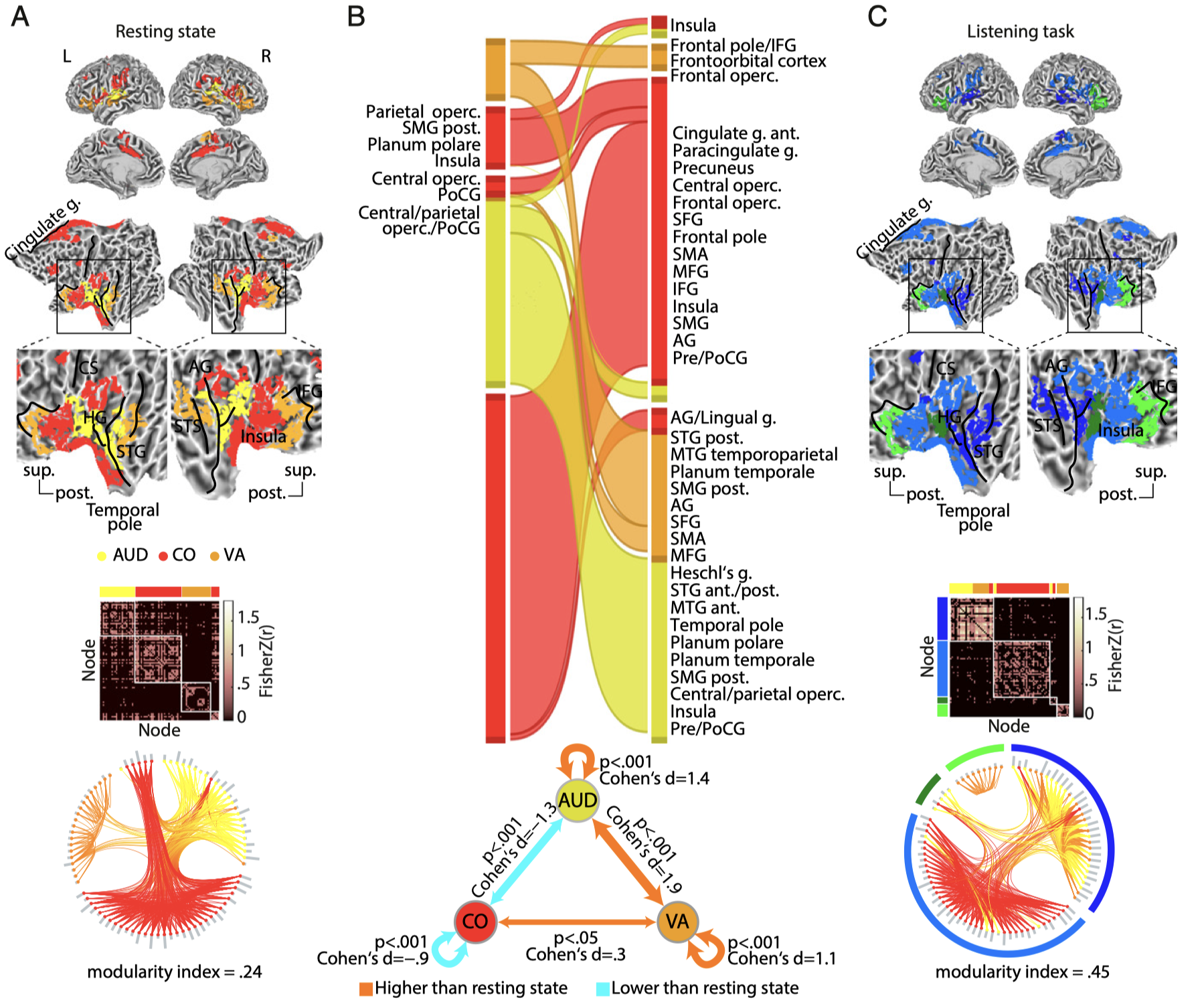 Auditory Cortex - Auditory Cognition