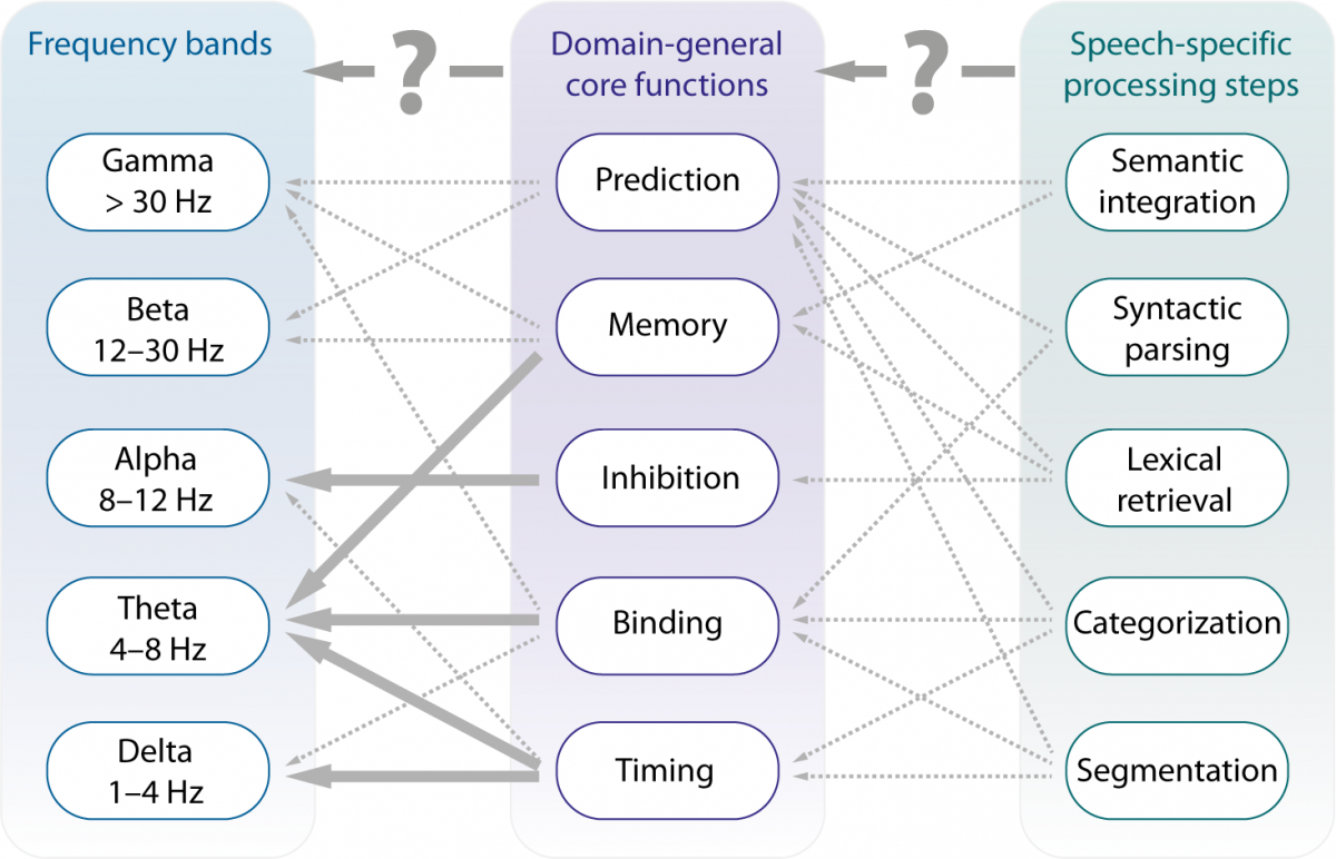 Auditory Cognition - The Obleser lab | Sound and speech as windows into ...